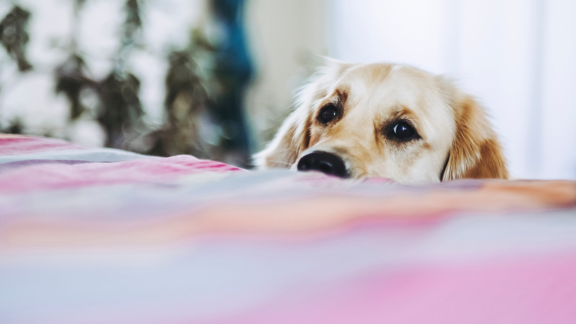 Avis d’un vétérinaire | Dormir avec son animal est-il bon pour la santé ...