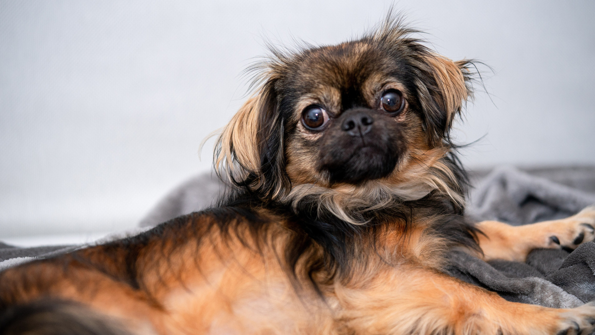 Nos amis les chiens | Pourquoi aime-t-on autant les chiens laids? — 98. ...
