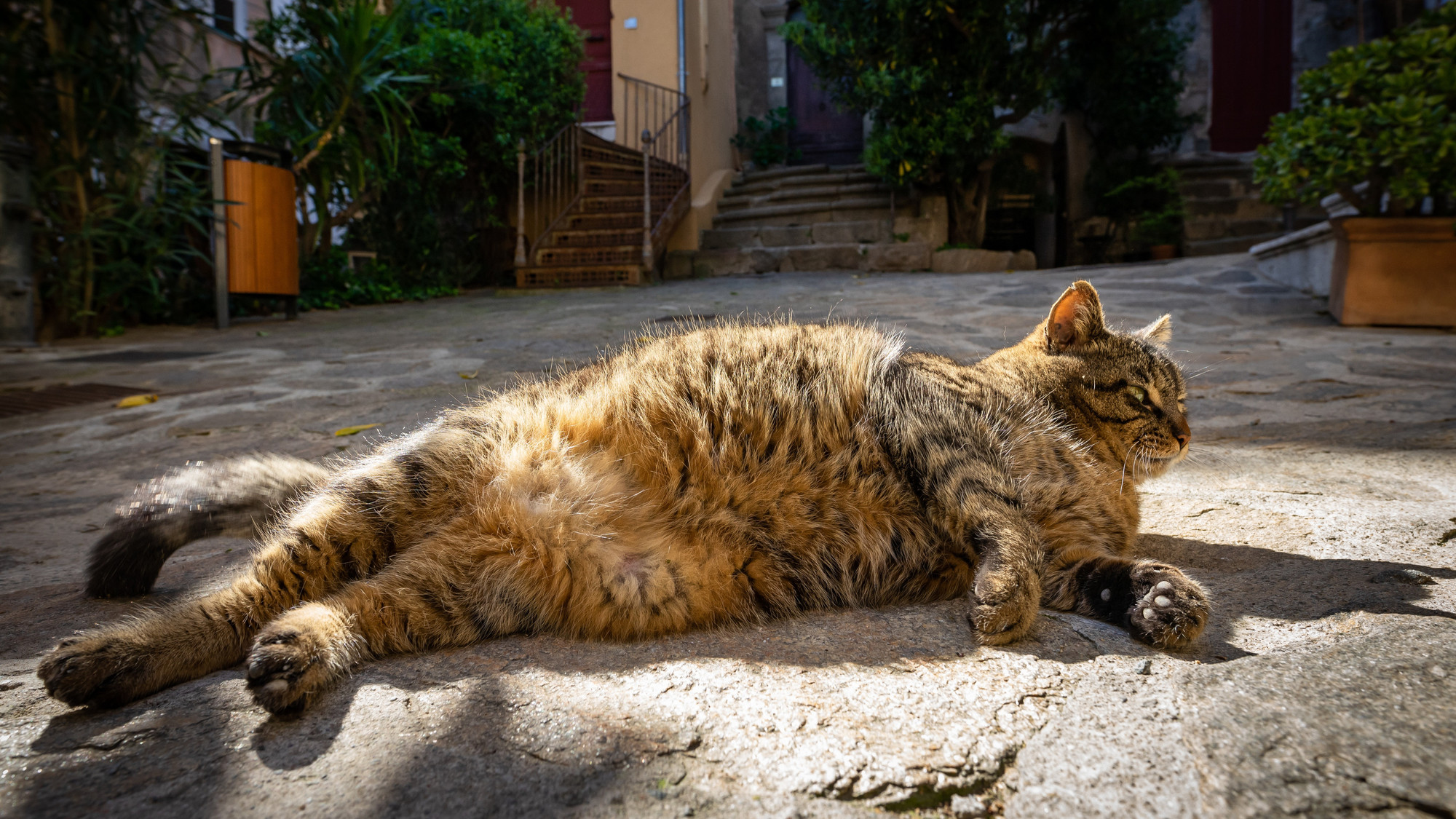 L'animal qui a le plus de diabète | Bientôt de l'Ozempic pour les chats ...